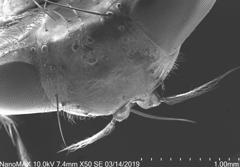 Scanning Electron Microscope – MAX IV