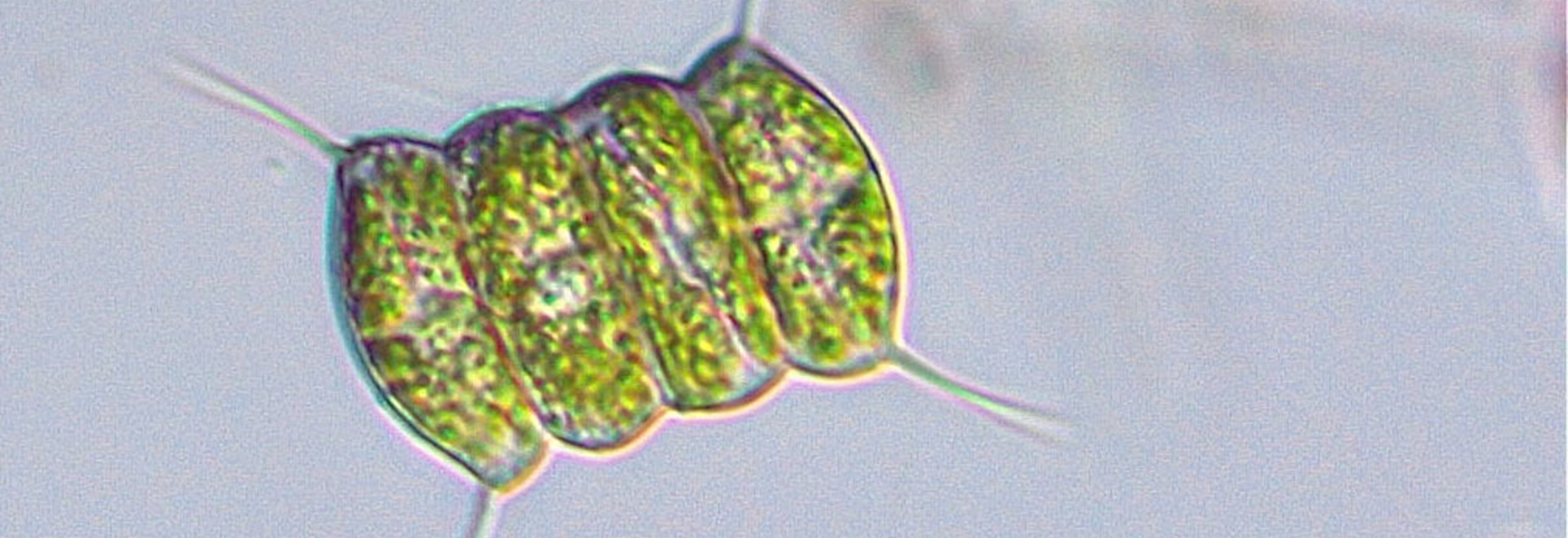 Multitasking microalgae fight pollution – MAX IV