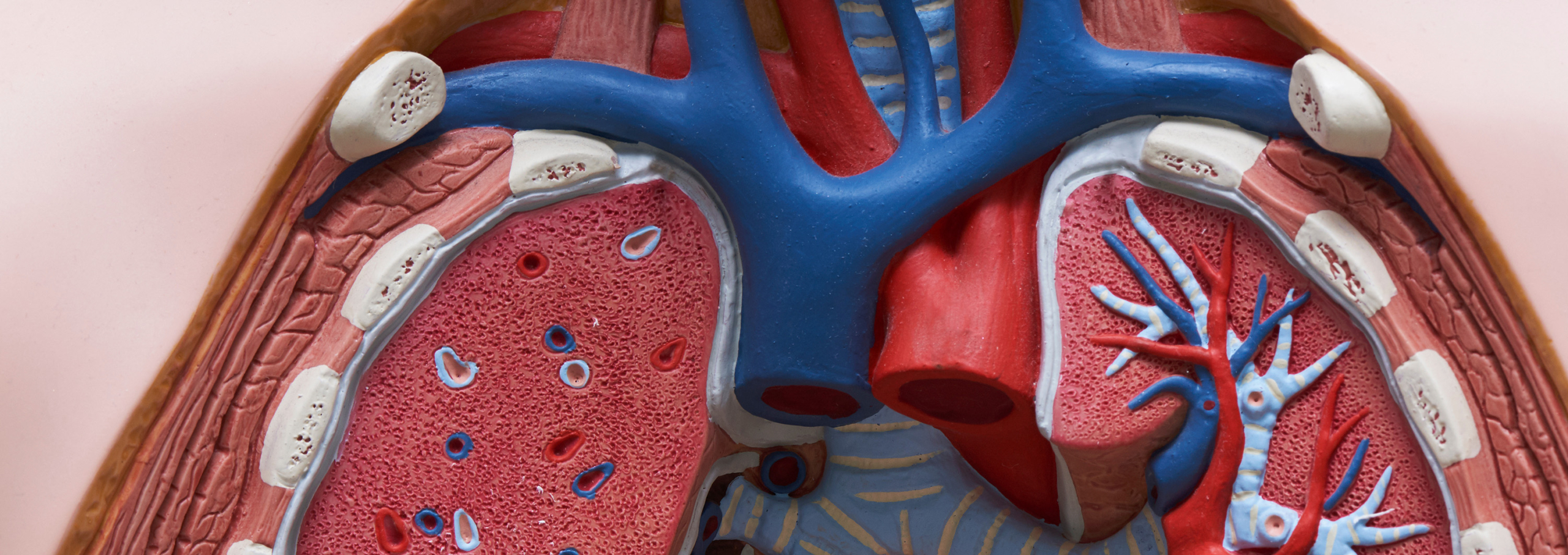 High-resolution imaging provides clues to lung disease – MAX IV